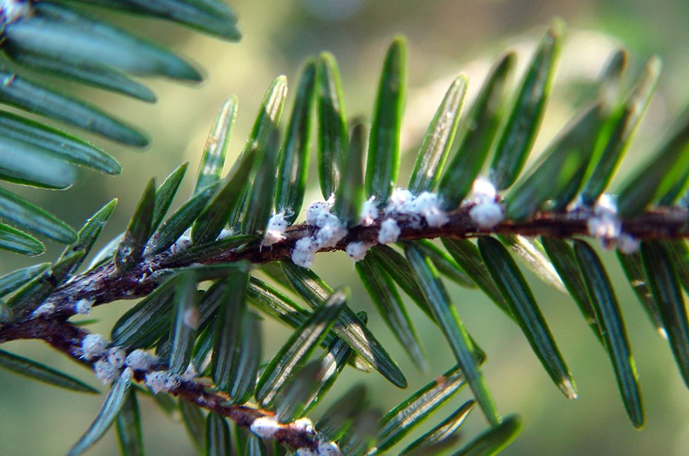 Hemlock Wooly Adelgid - YardScapes Landscape