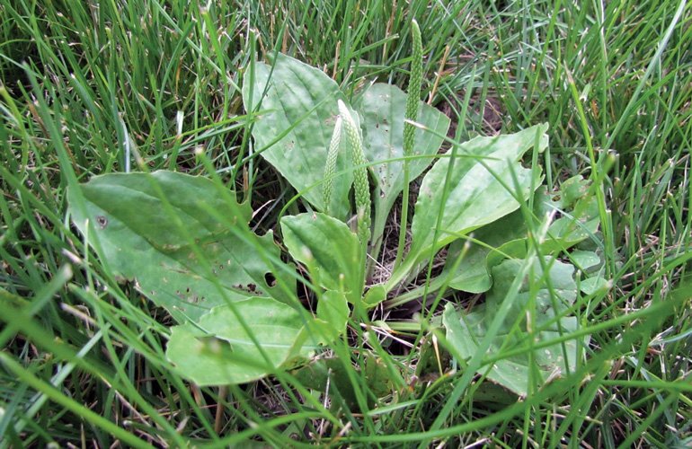 Summer Weeds - YardScapes Landscape